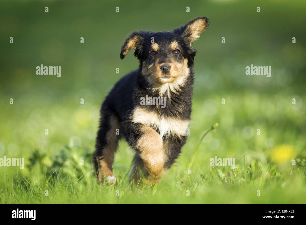 Rasse des haushundes -Fotos und -Bildmaterial in hoher Auflösung – Alamy