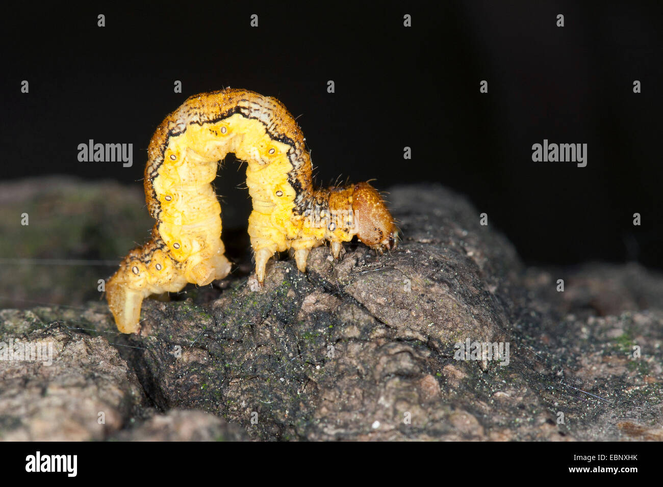 Eine gelbe raupe -Fotos und -Bildmaterial in hoher Auflösung – Alamy