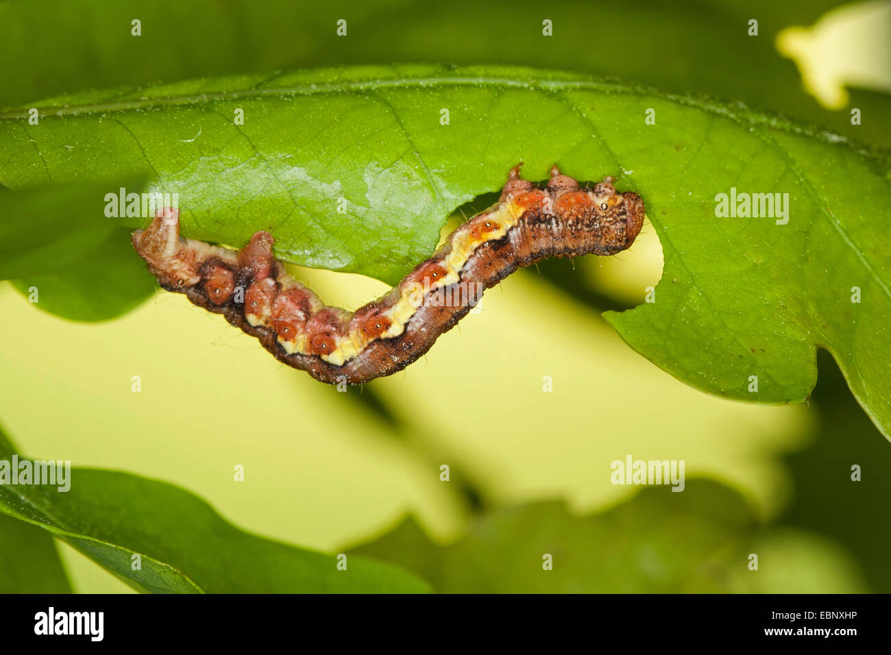 Eine gelbe raupe -Fotos und -Bildmaterial in hoher Auflösung – Alamy