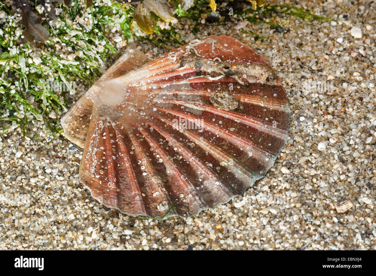 Große jakobsmuschel pecten maximus -Fotos und -Bildmaterial in hoher ...