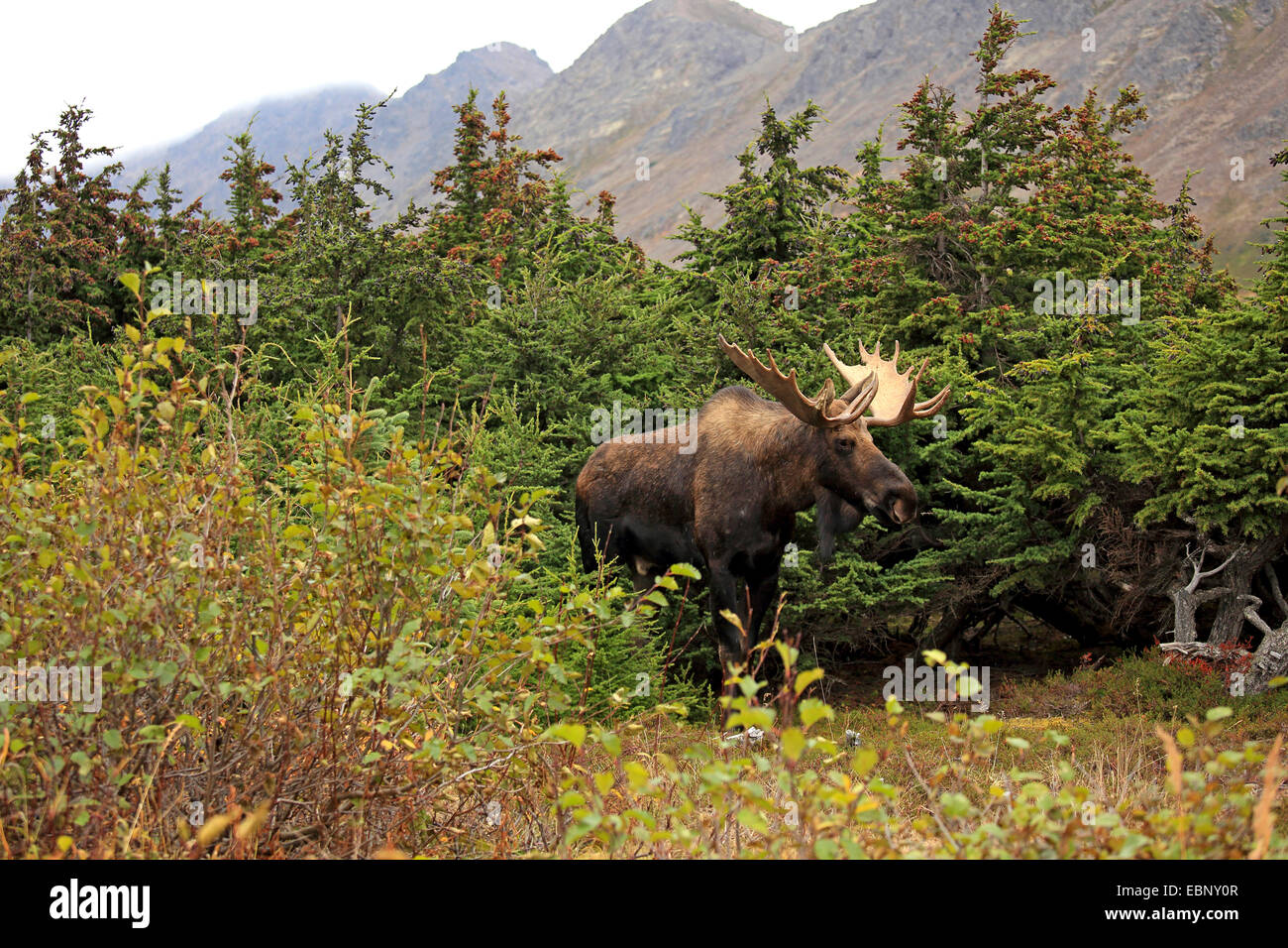 Alaska-Elch, Elch Tundra, Yukon Elch (Alces Alces Gigas), Stier Elch ...