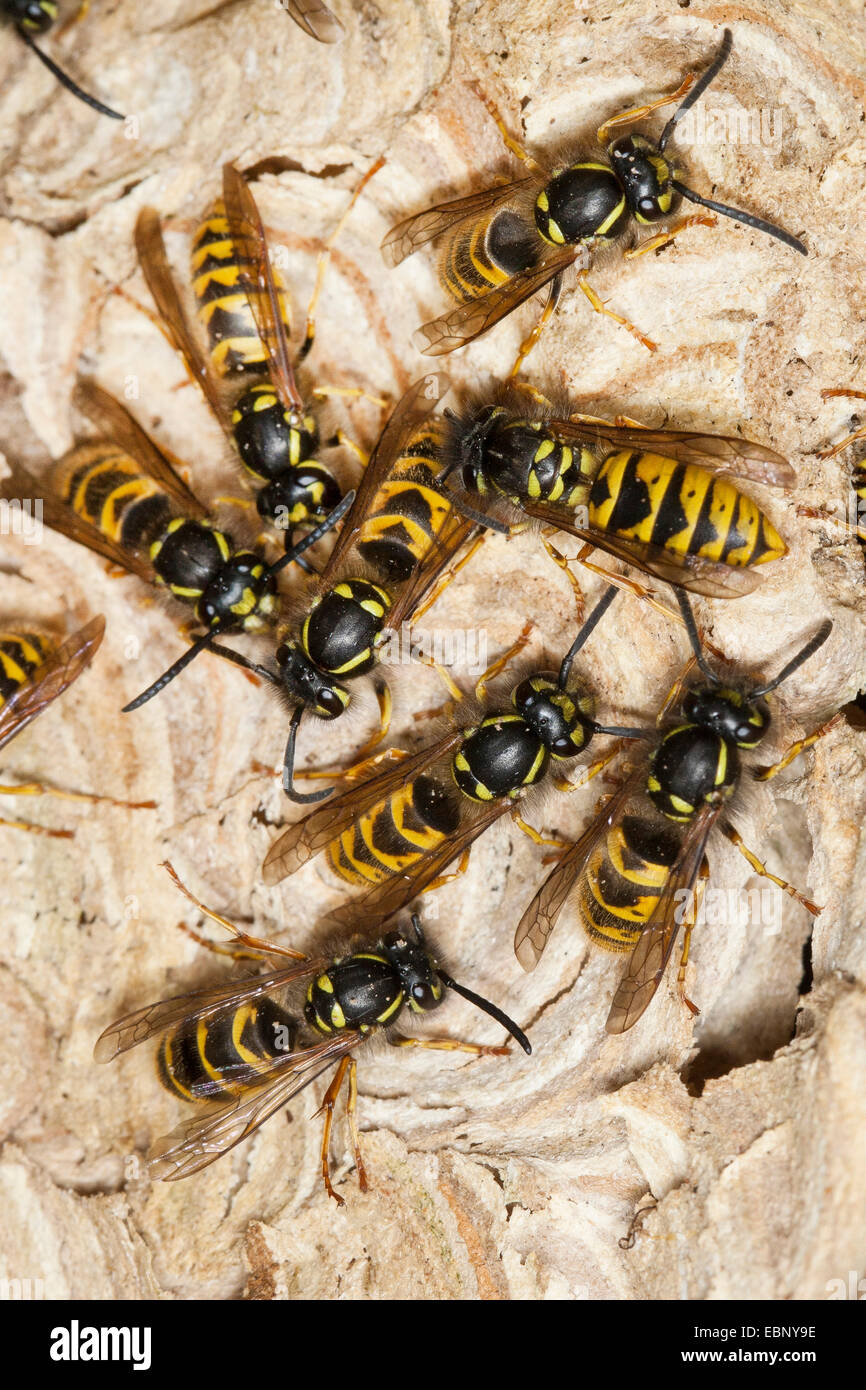 Vespula vulgaris nest -Fotos und -Bildmaterial in hoher Auflösung – Alamy