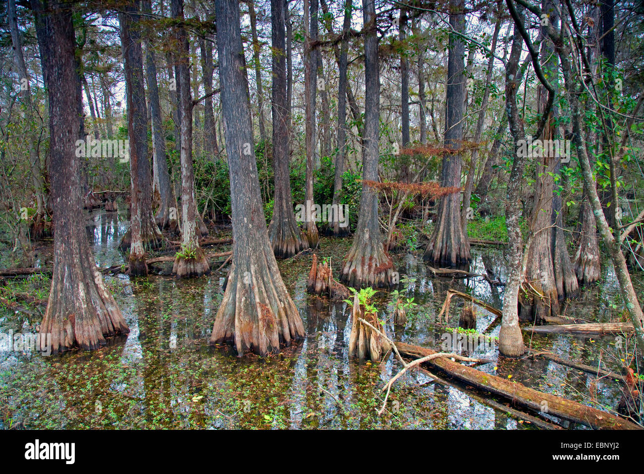 Baldcypress (Taxodium Distichum), kahle Zypresse-Sumpf, USA, Florida ...