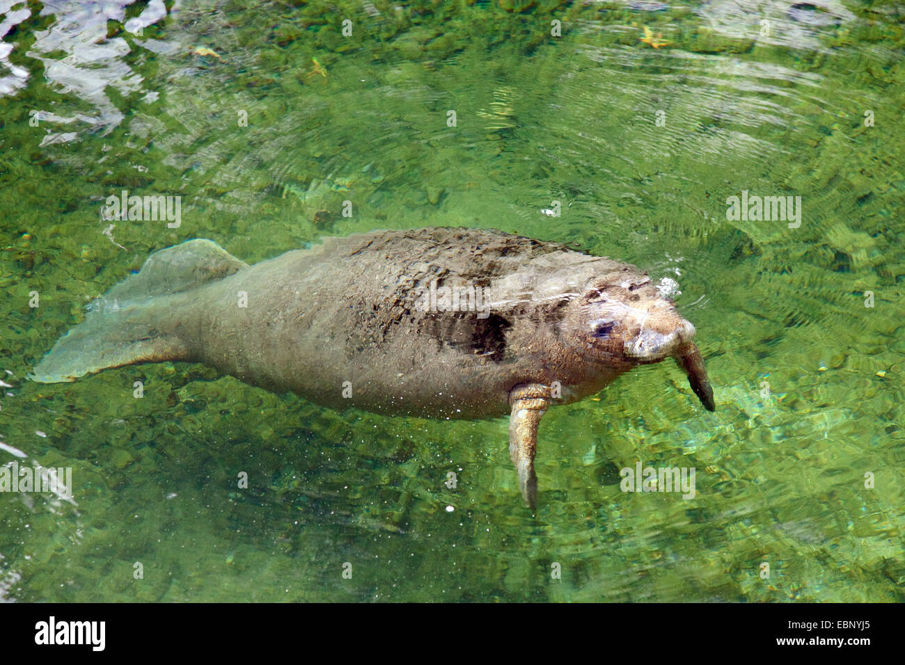 West Indian Manatee, Florida Seekuh, karibische Seekuh, Antillean ...