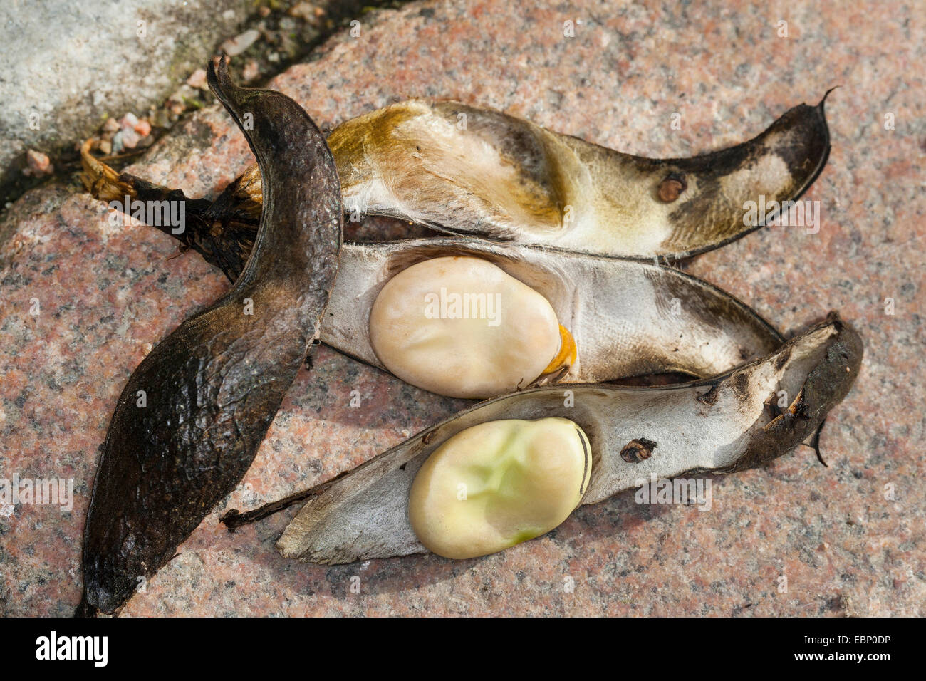 Fava Bohnen, Faba Bohne, Ackerbohne, Saubohne, Bell Bohne, Tic Bohne ...