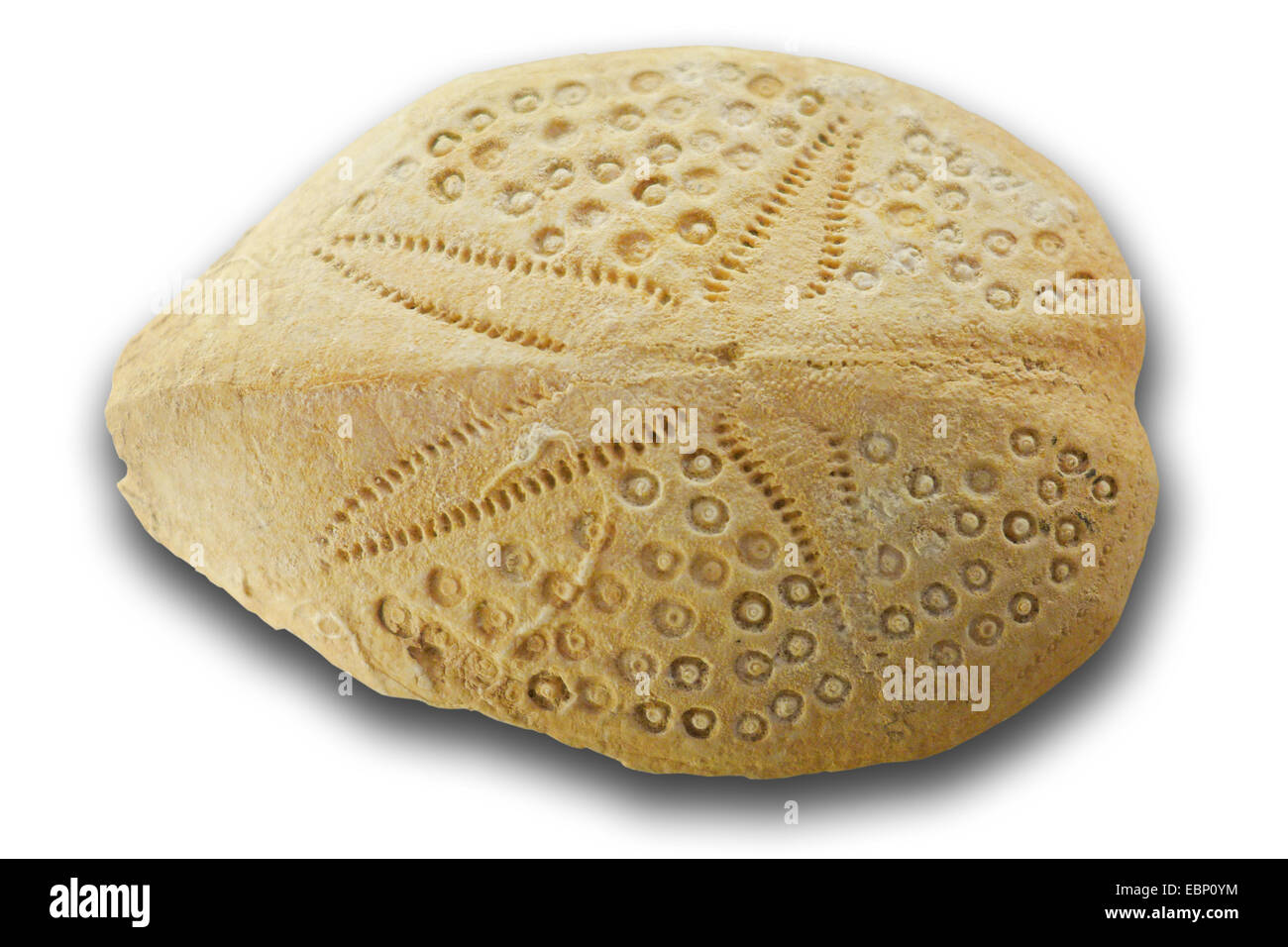 Seeigel (Breynia Sundaica), Fossile Seeigel aus Neogen (5-2,5 Millione ...