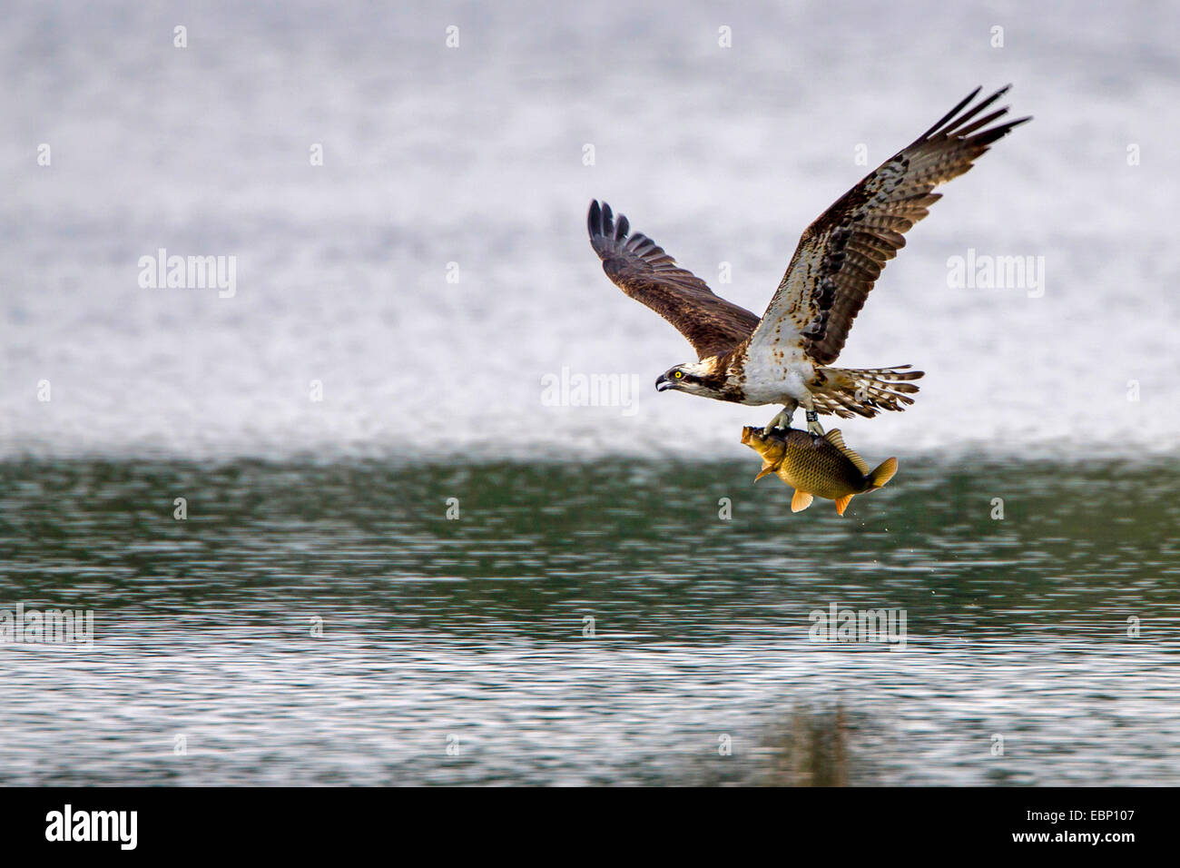 Fischadler, Fisch Hawk (Pandion Haliaetus), fliegen über einen See mit ...