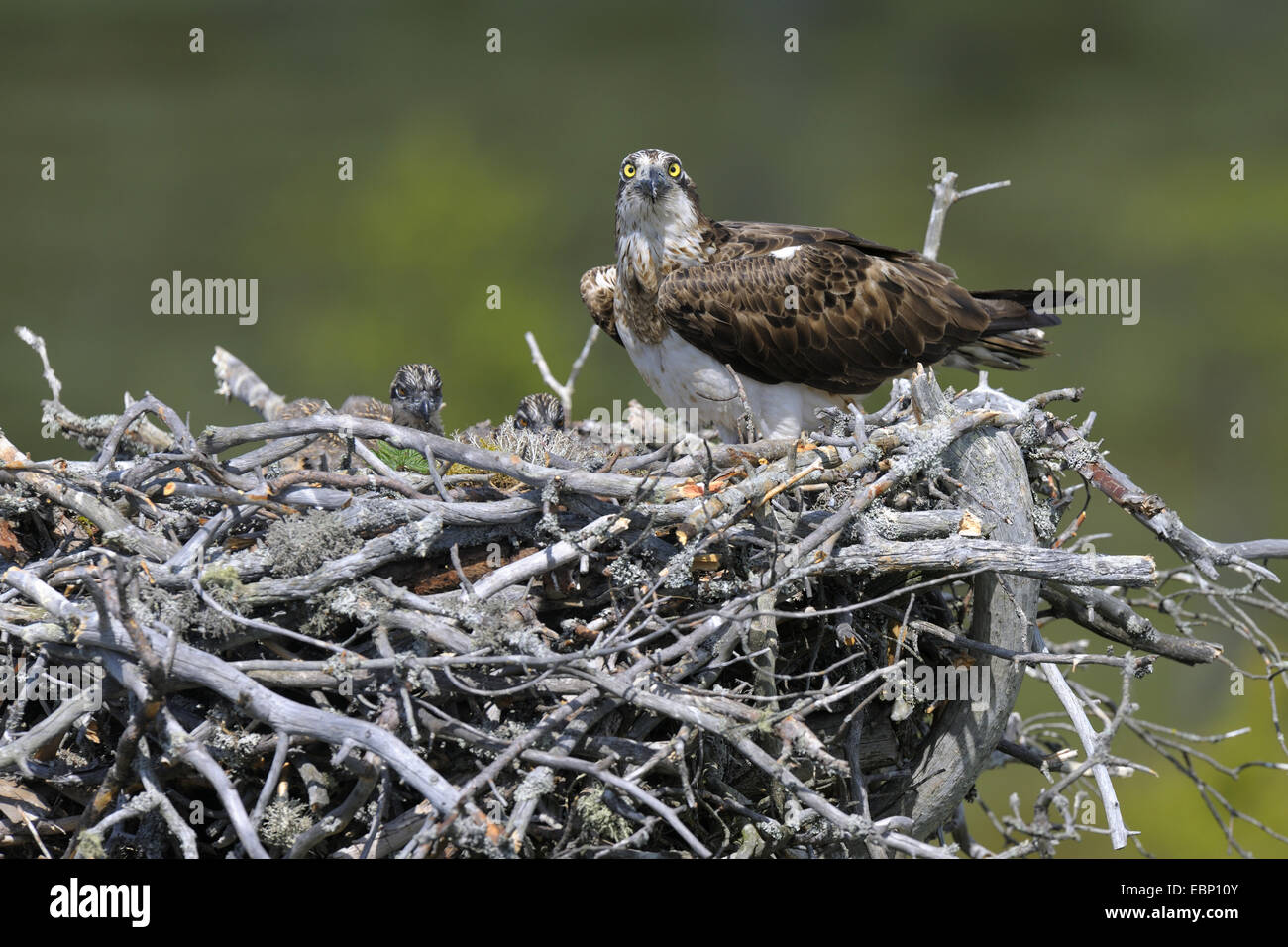 Fischadler auf nest -Fotos und -Bildmaterial in hoher Auflösung – Alamy