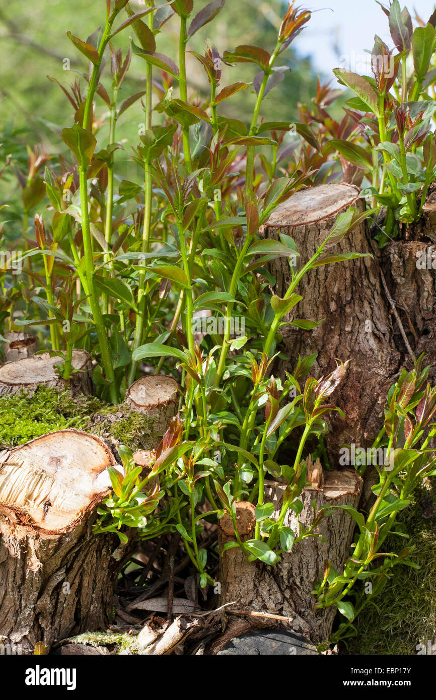 Osier Salix Spec Stockfotos & Osier Salix Spec Bilder - Alamy