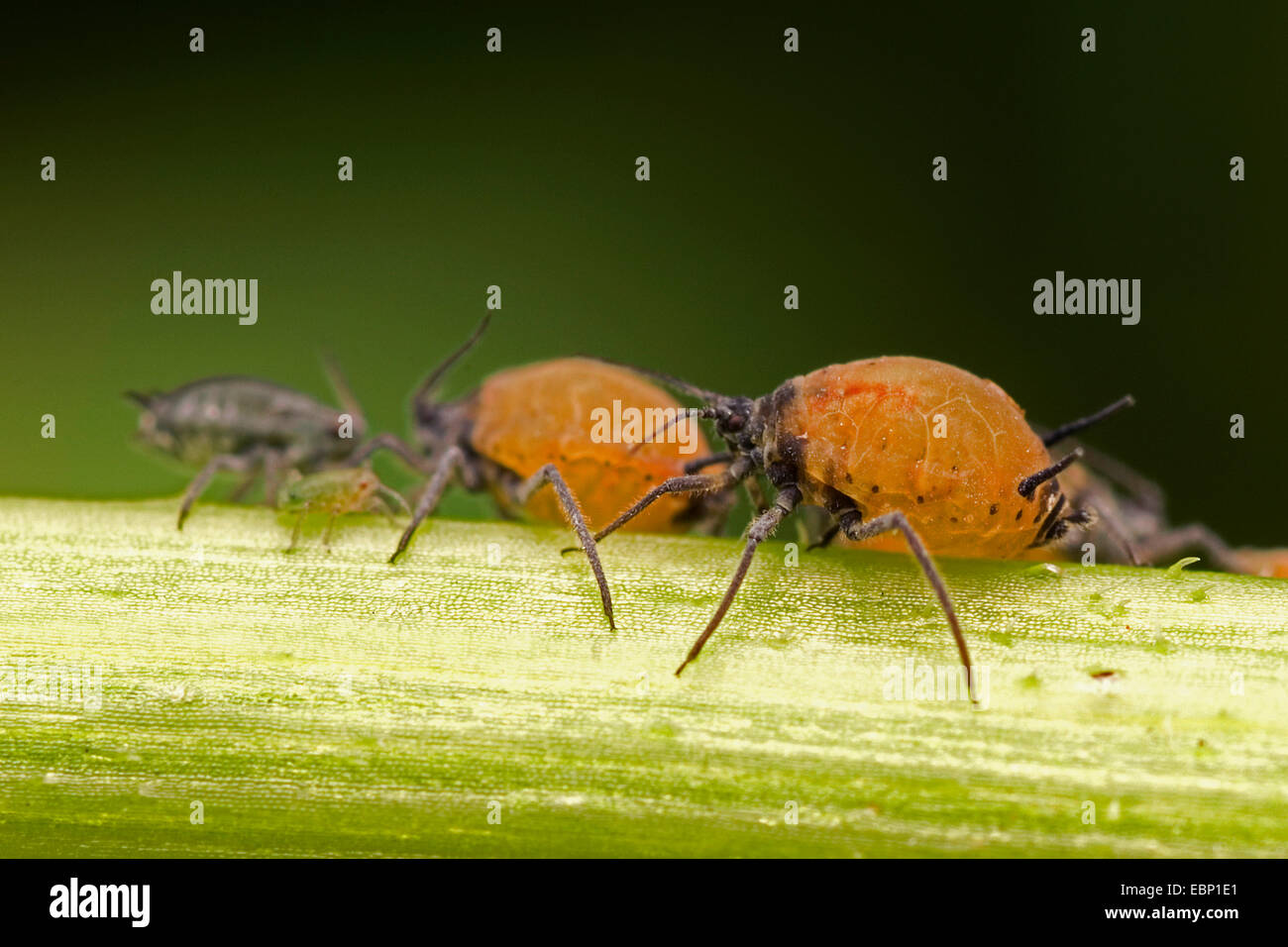 Blattlaus (Aphis spec.), einige Tiere einer Kolonie auf einem Stiel ...
