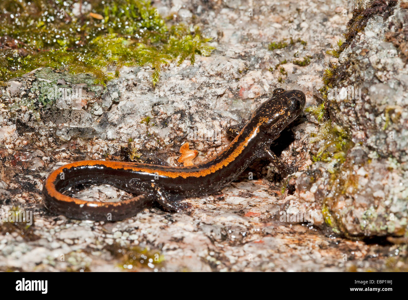 Golden salamander -Fotos und -Bildmaterial in hoher Auflösung – Alamy
