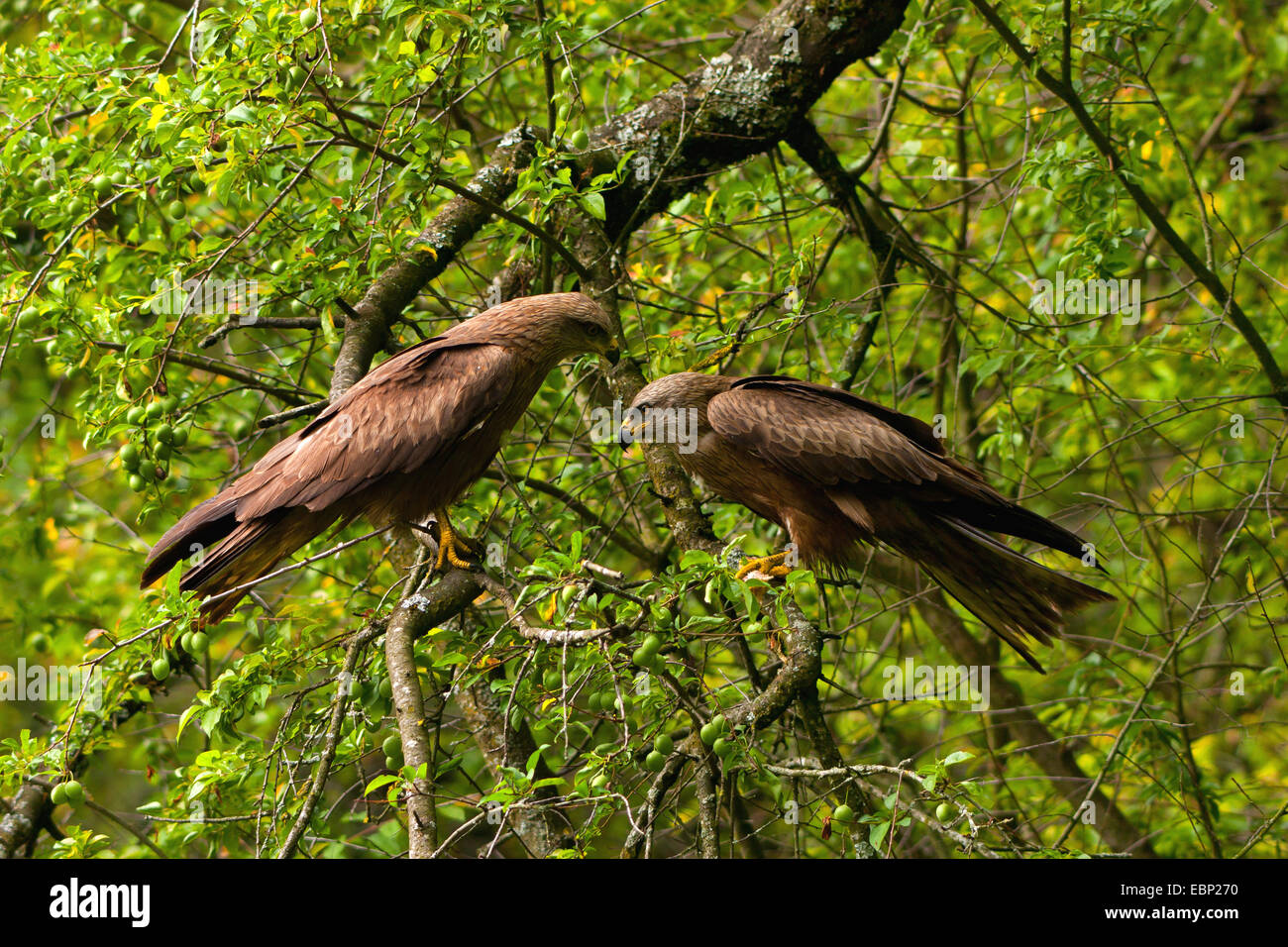 Two birds sitting on a branch of a tree -Fotos und -Bildmaterial in ...