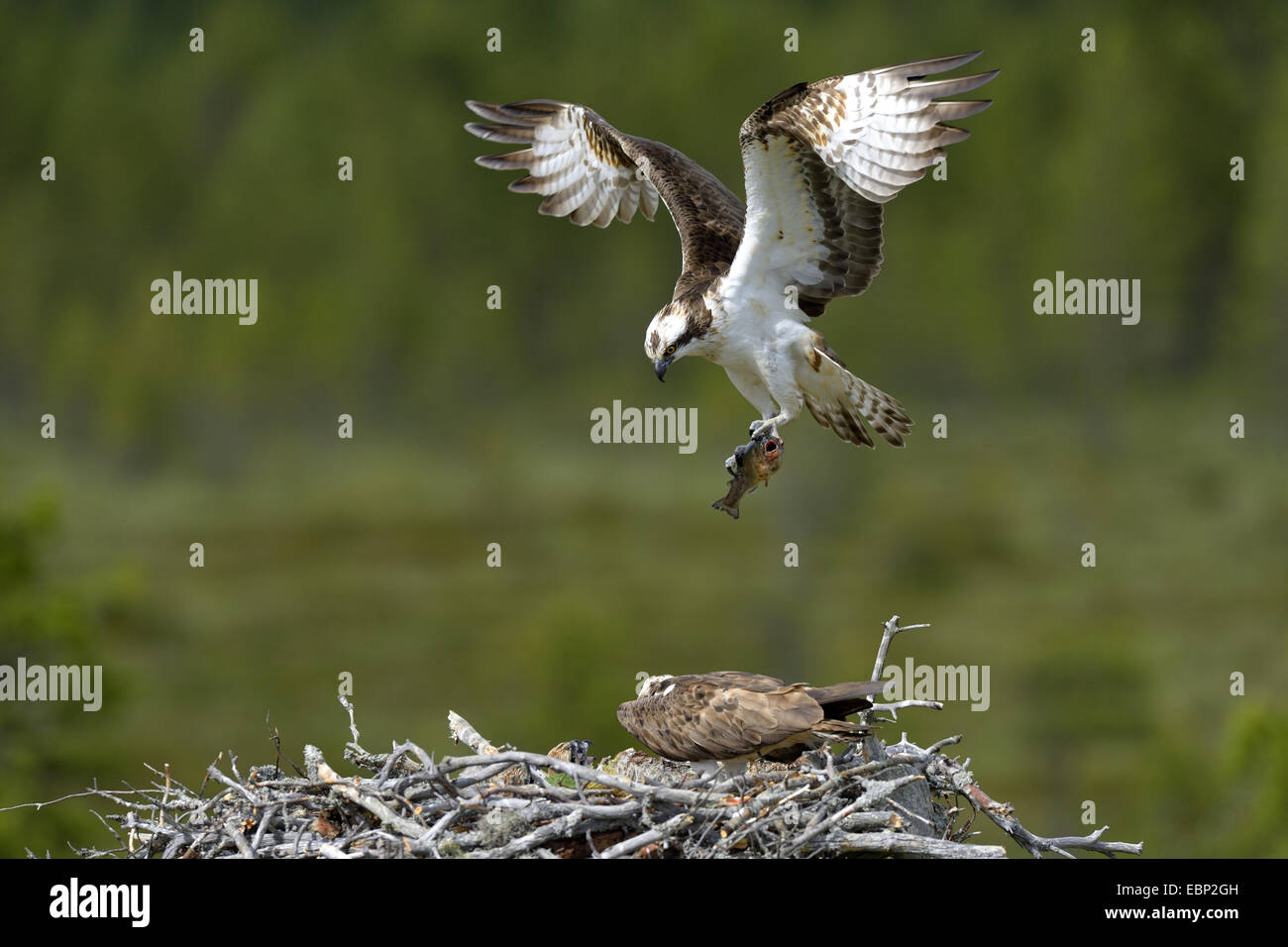 Fischadler, Fisch Hawk (Pandion Haliaetus), Männchen mit gefangenem ...