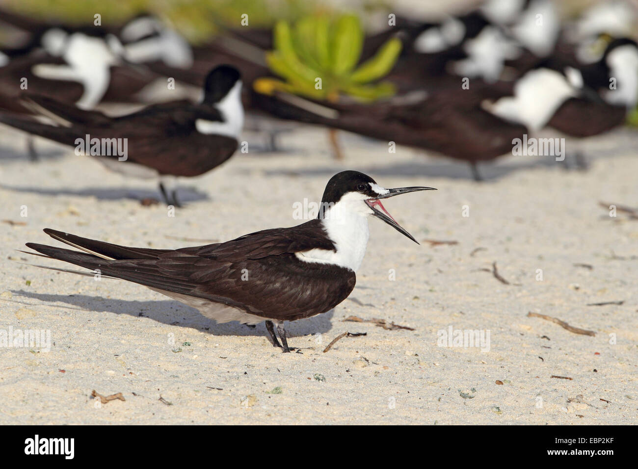Sooty Tern (Sterna Fuscata), stehend auf den Strand und Berufung ...