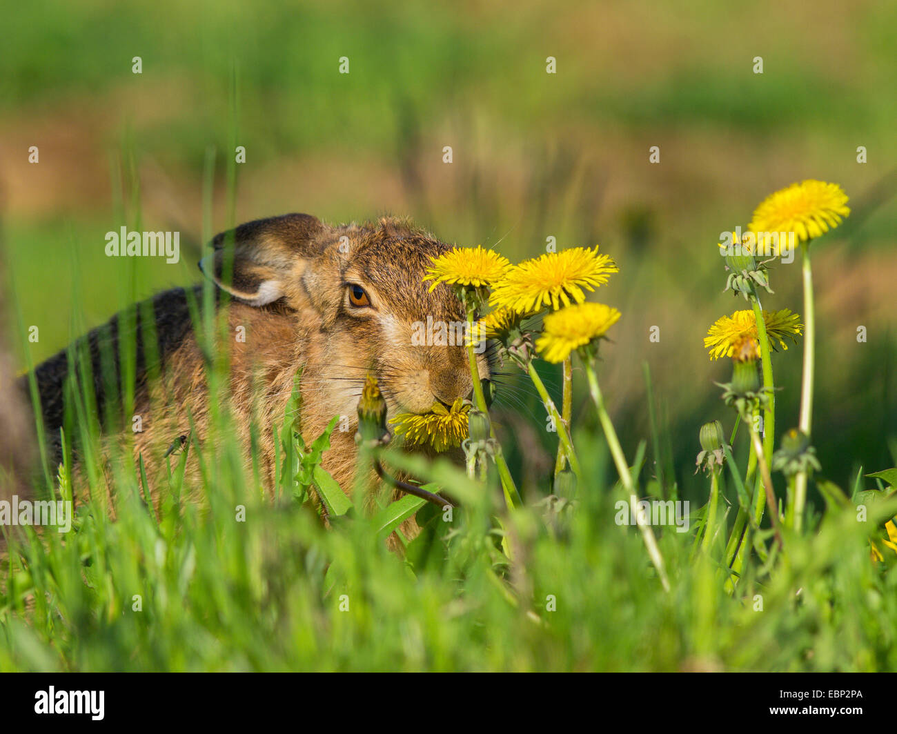 Feldhase, Feldhasen (Lepus Europaeus), Löwenzahn, Deutschland Essen ...