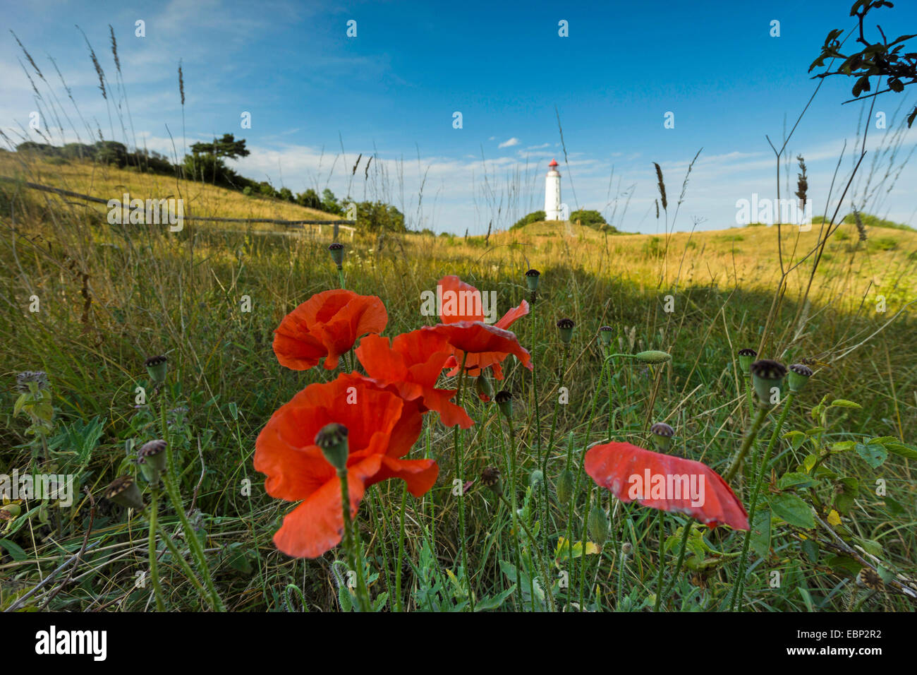 Gemeinsamen Mohn, Klatschmohn, roter Mohn (Papaver Rhoeas), Mohn Blumen ...