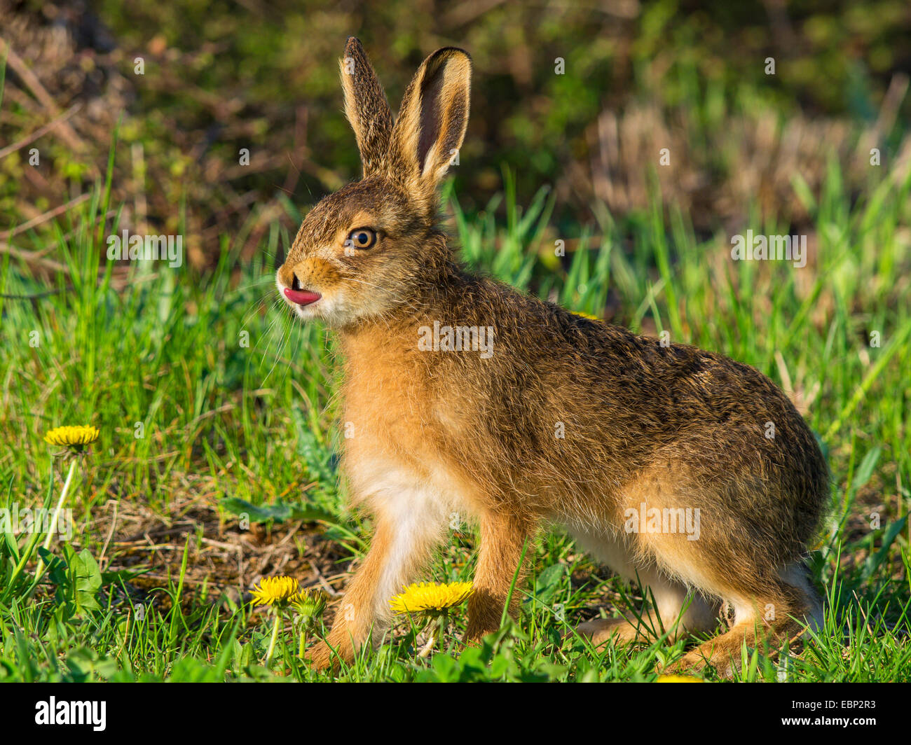 Feldhase, Feldhasen (Lepus Europaeus), junger Hase stossen Zunge raus ...