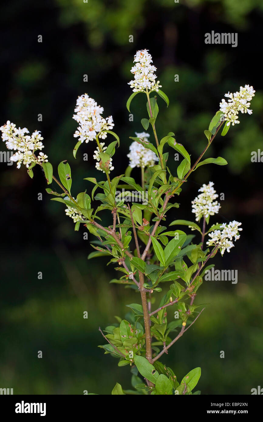 gemeinsamen Liguster, goldene Liguster, wilde Liguster, prim ...