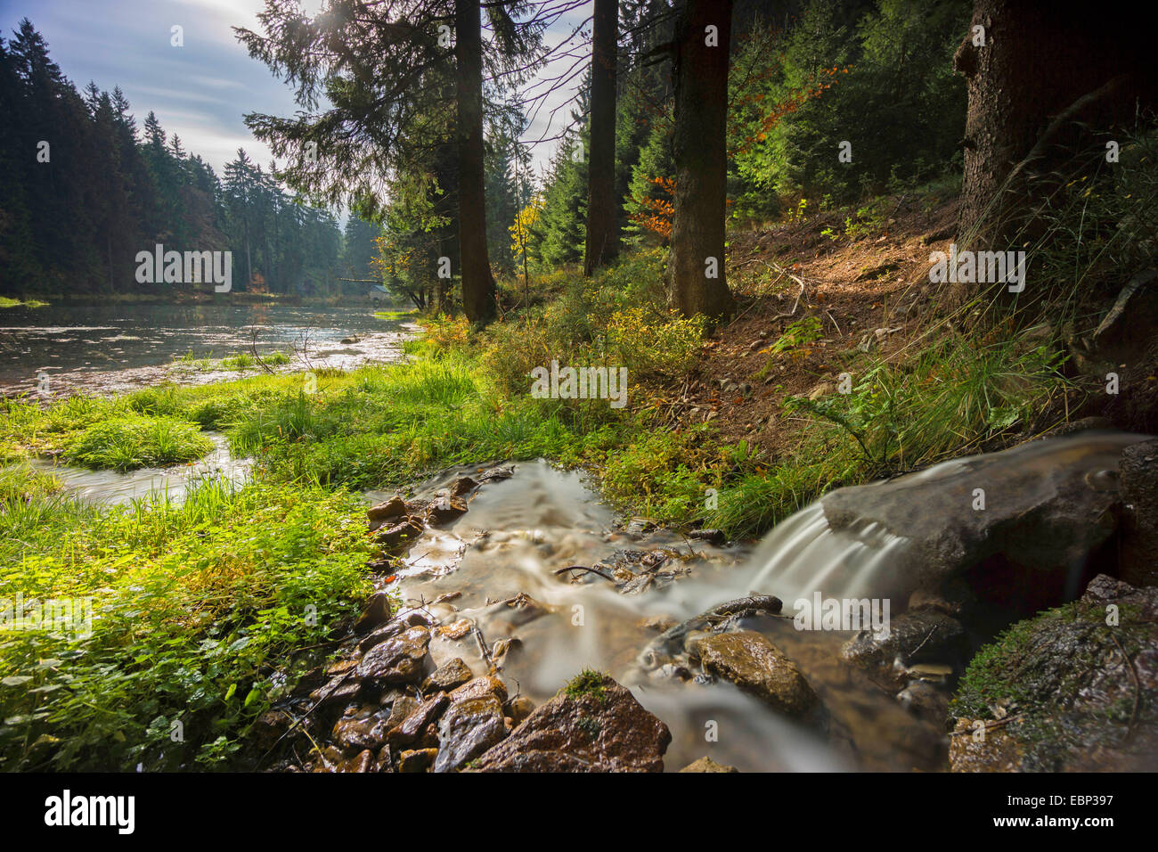 Weisse Elster Stockfotos und -bilder Kaufen - Alamy