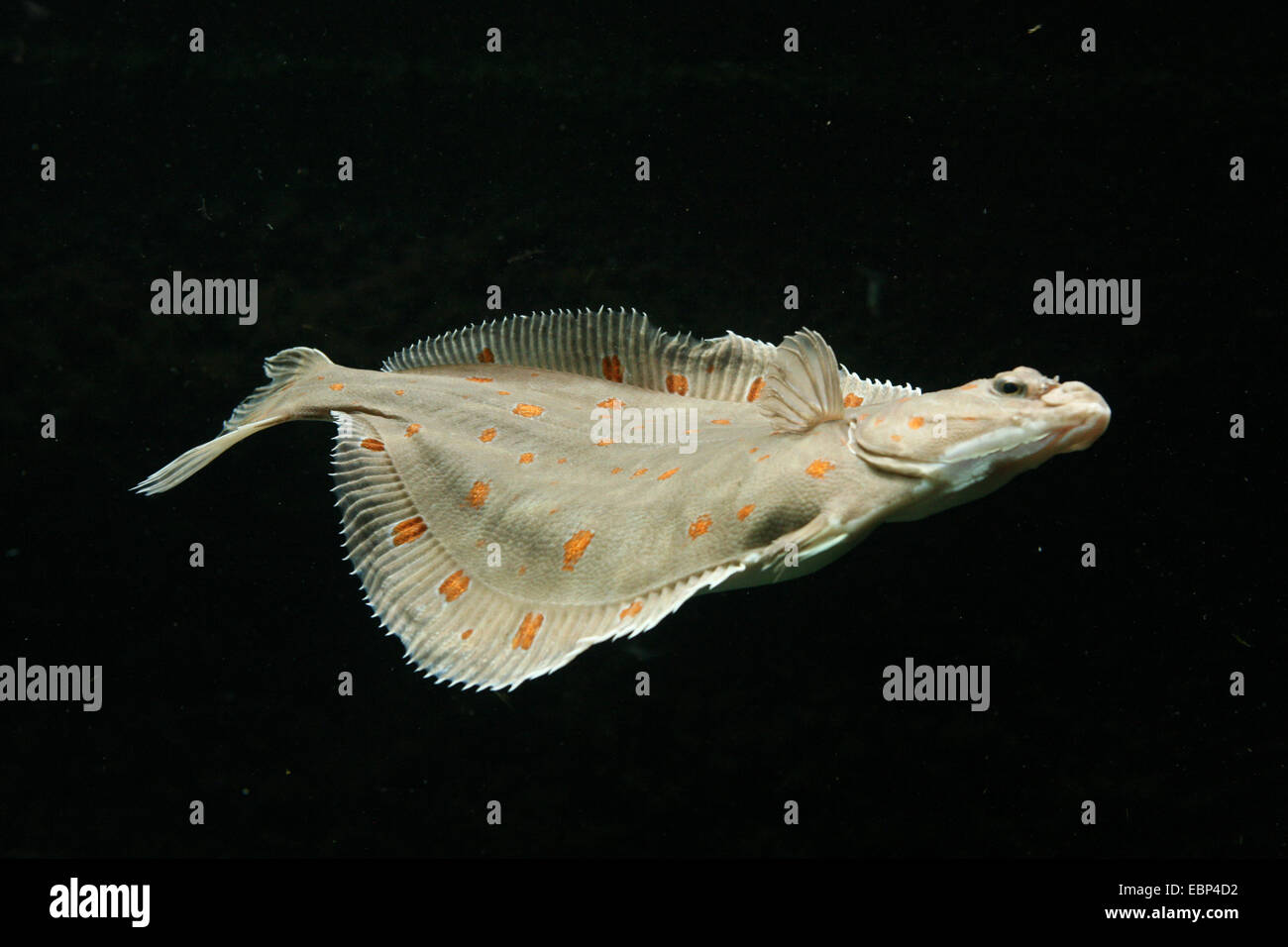 Actinopterygii pleuronectiformes -Fotos und -Bildmaterial in hoher ...