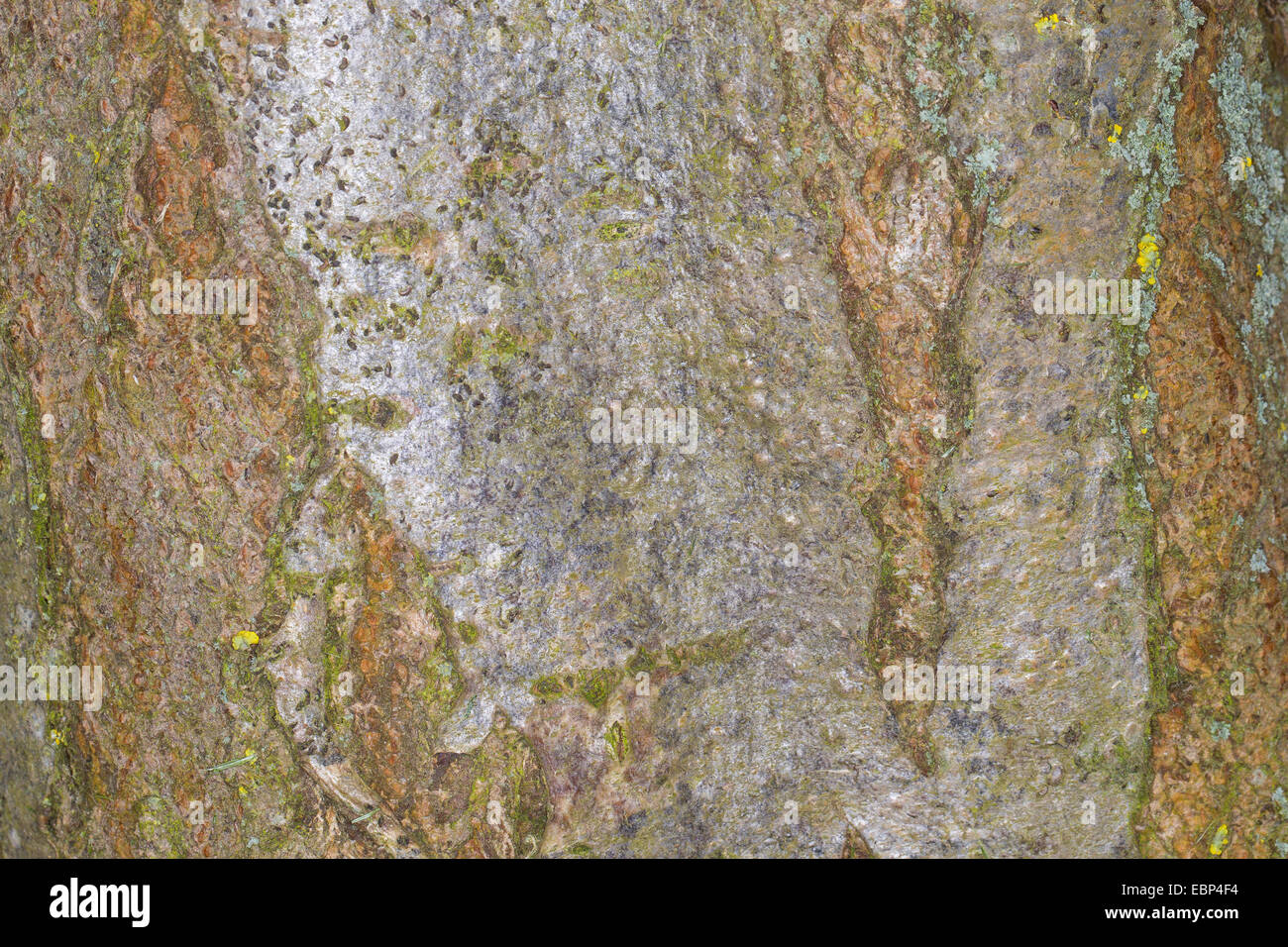 Europäische-Vogelbeerbaum, Eberesche (Sorbus Aucuparia), Rinde ...