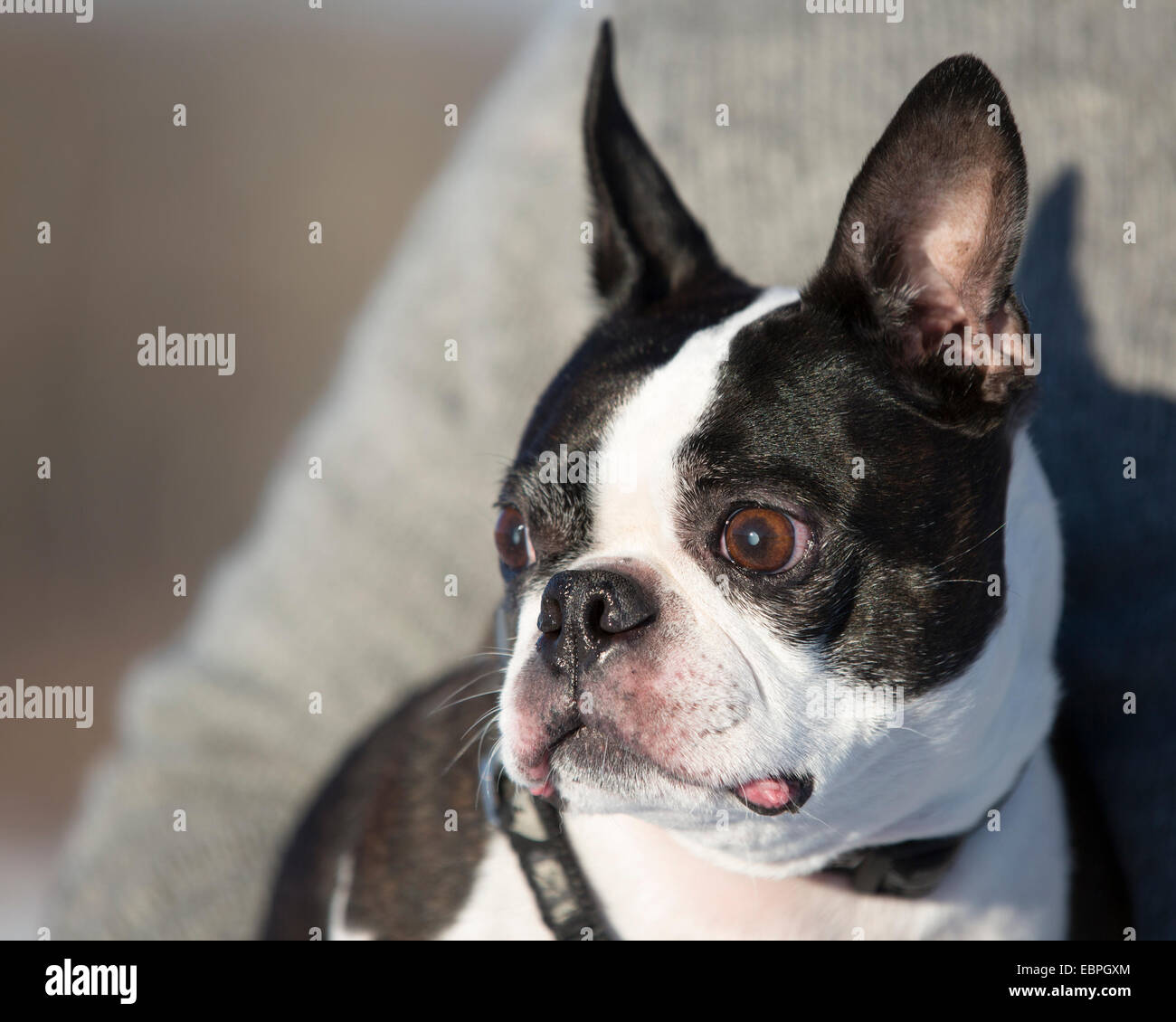 Boston terrier hund katarakt katarakt auge -Fotos und -Bildmaterial in ...