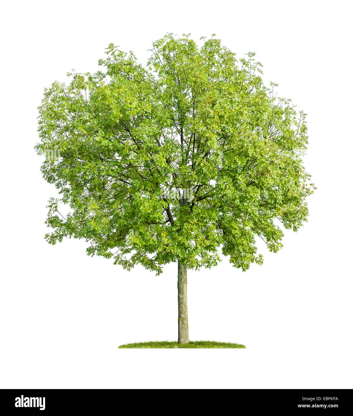 Gemeine esche blatt Ausgeschnittene Stockfotos und -bilder - Alamy