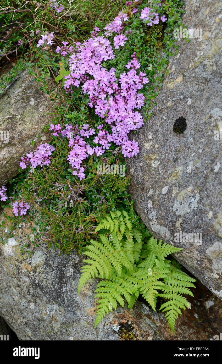 Wild thyme thymus serpyllum -Fotos und -Bildmaterial in hoher Auflösung ...