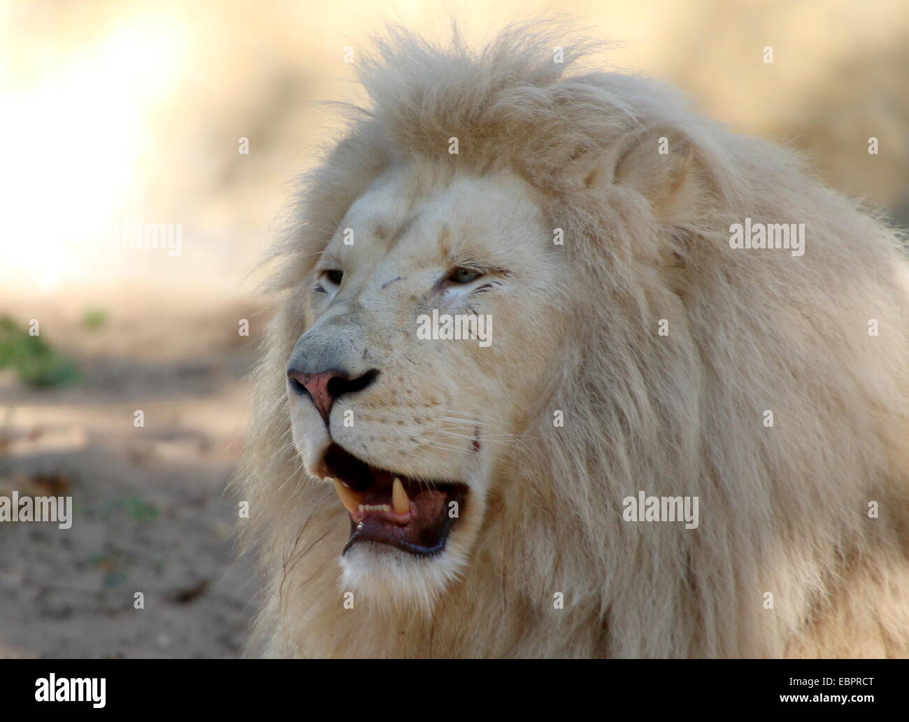 Roaring Lion Head Stockfotos & Roaring Lion Head Bilder - Alamy