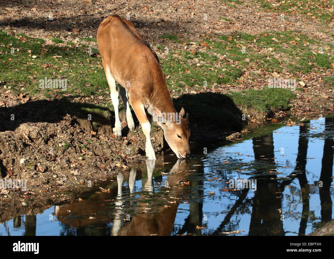 Juvenile Kalb der Banteng (Bos Javanicus), ein südostasiatischer ...