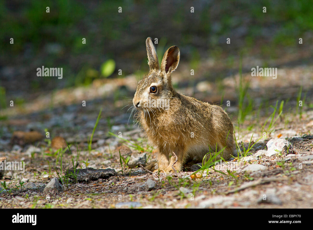 Feldhase, Feldhasen (Lepus Europaeus), Häschen sitzt auf einem Waldweg ...