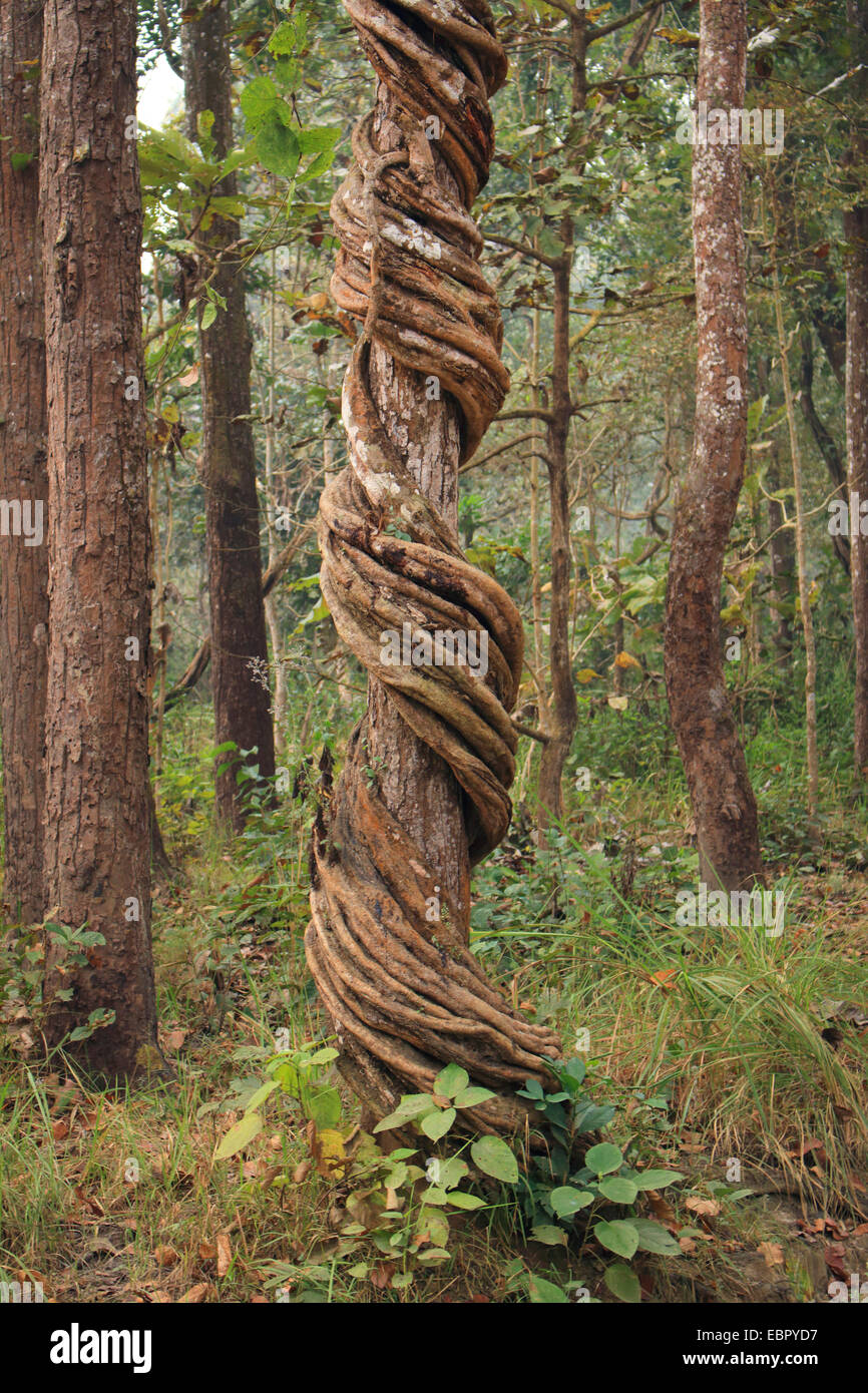 Liane auf einem Baumstamm im tropischen Regenwald des Chitwan ...