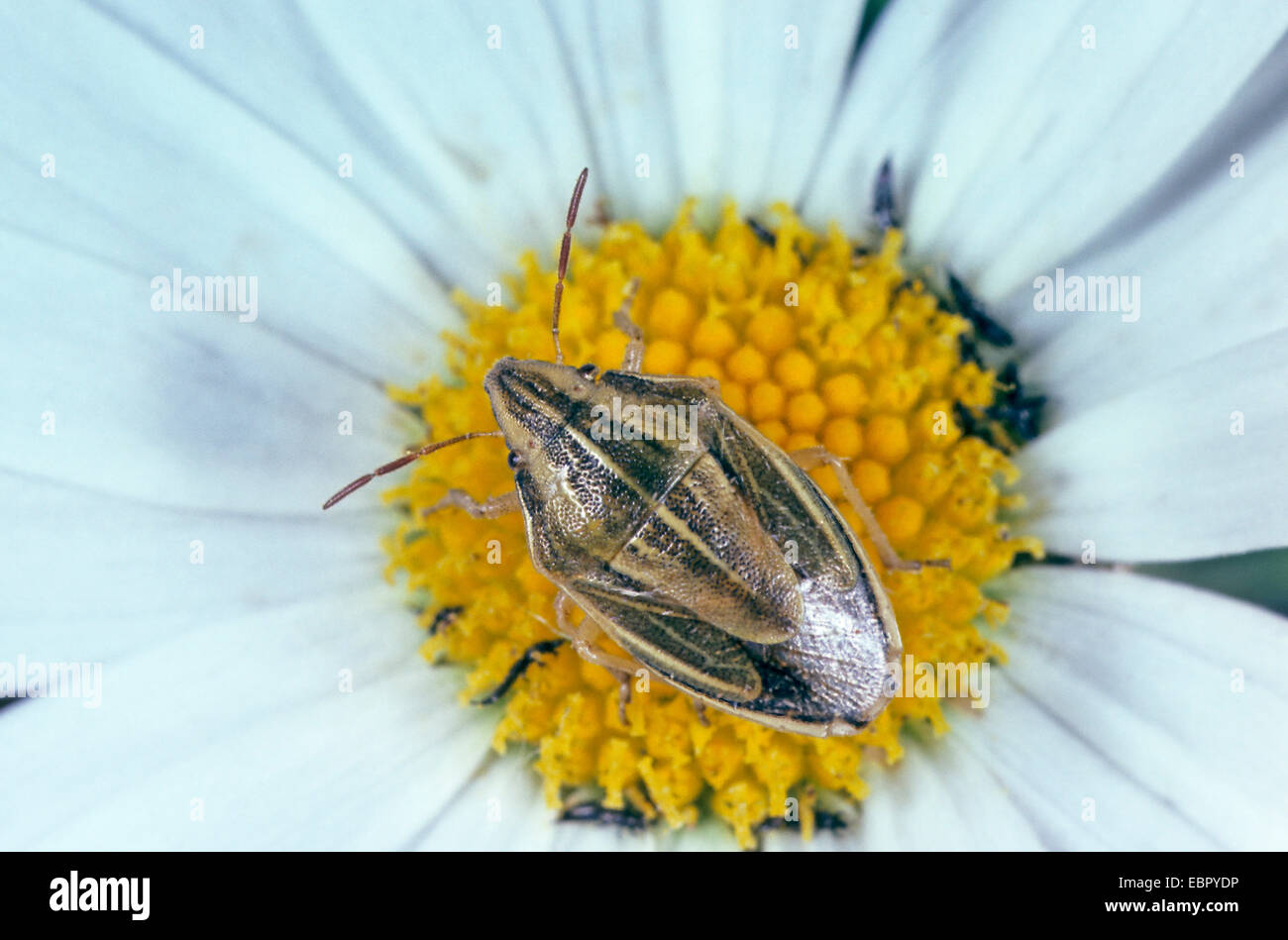 Bishop's mitre -Fotos und -Bildmaterial in hoher Auflösung – Alamy