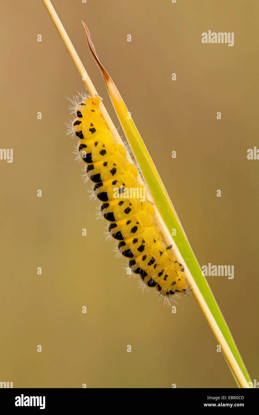 Eine gelbe raupe -Fotos und -Bildmaterial in hoher Auflösung – Alamy