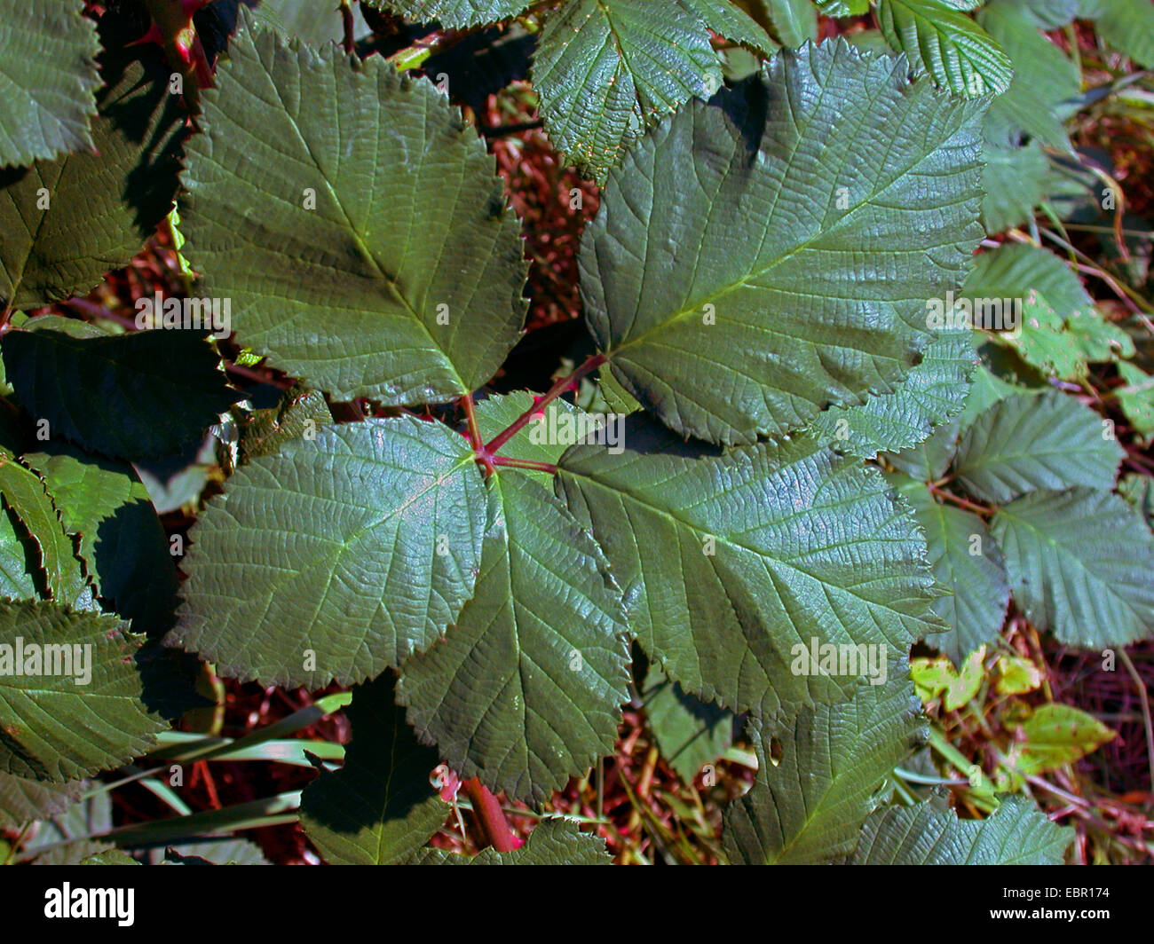 Brombeere blatt -Fotos und -Bildmaterial in hoher Auflösung – Alamy