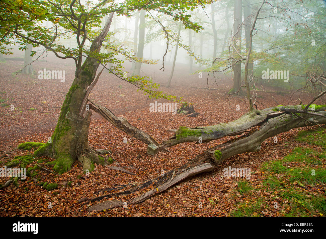 Rotbuche (Fagus Sylvatica), umgestürzten Baum im herbstlichen Wald ...