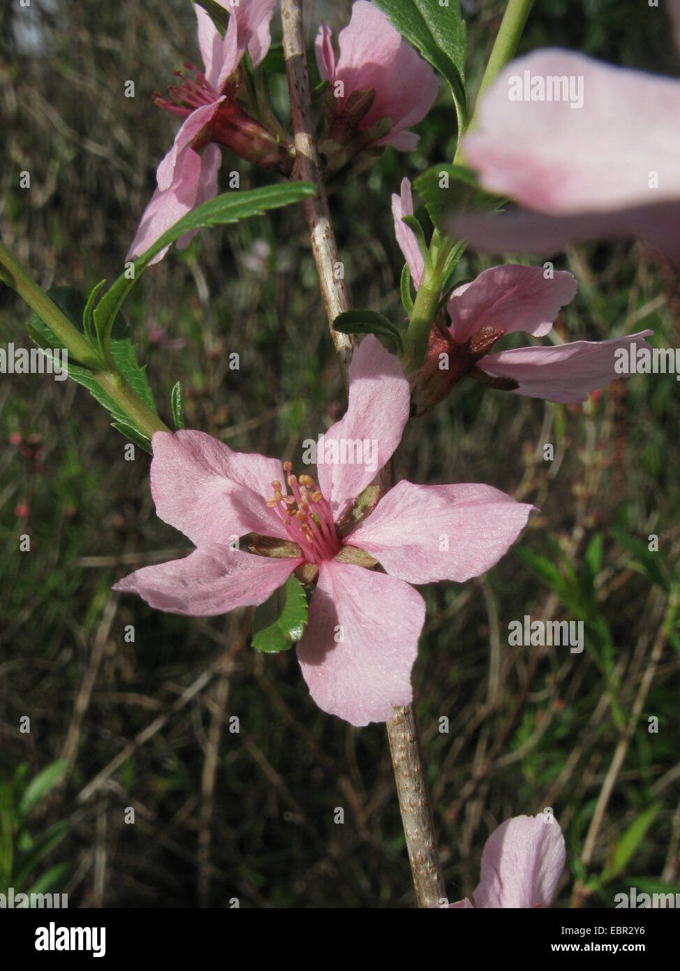 Prunus tenella -Fotos und -Bildmaterial in hoher Auflösung – Alamy