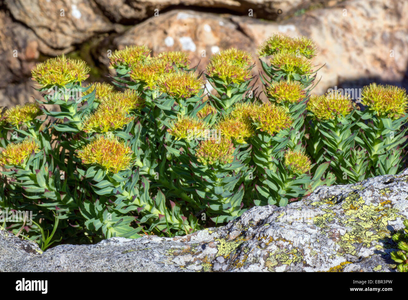 Mittsommer mem -Fotos und -Bildmaterial in hoher Auflösung – Alamy