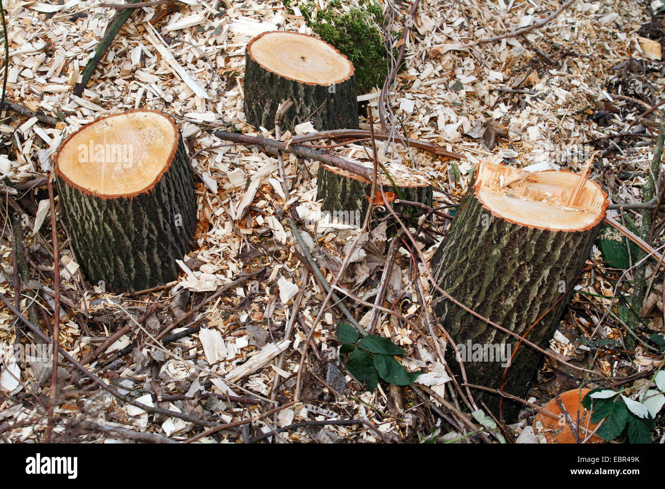 Fiel weide -Fotos und -Bildmaterial in hoher Auflösung – Alamy