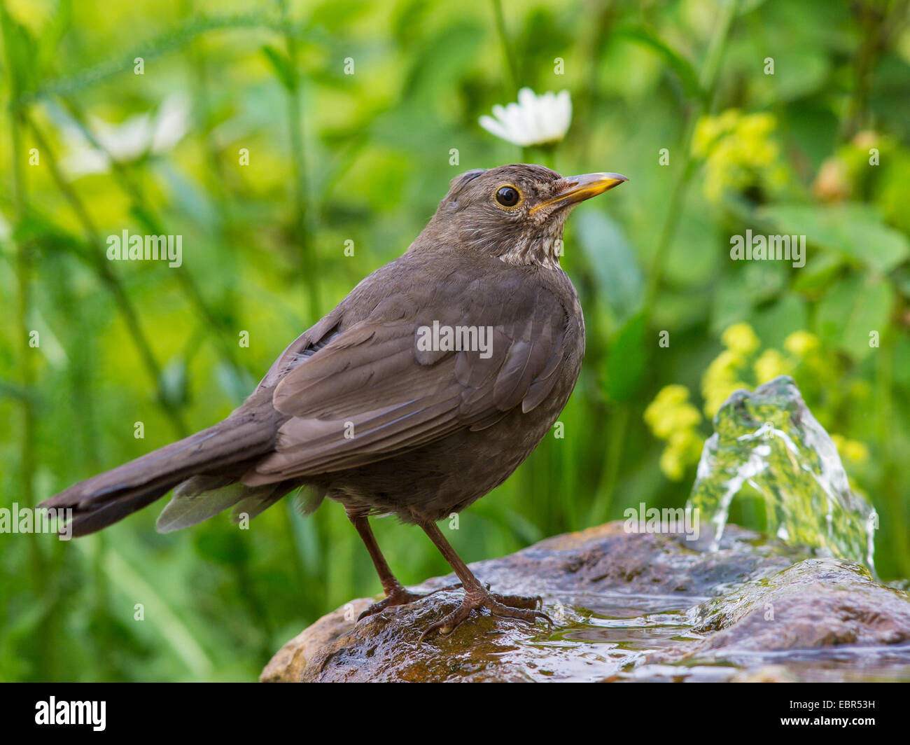 Turdus merula -Fotos und -Bildmaterial in hoher Auflösung – Alamy