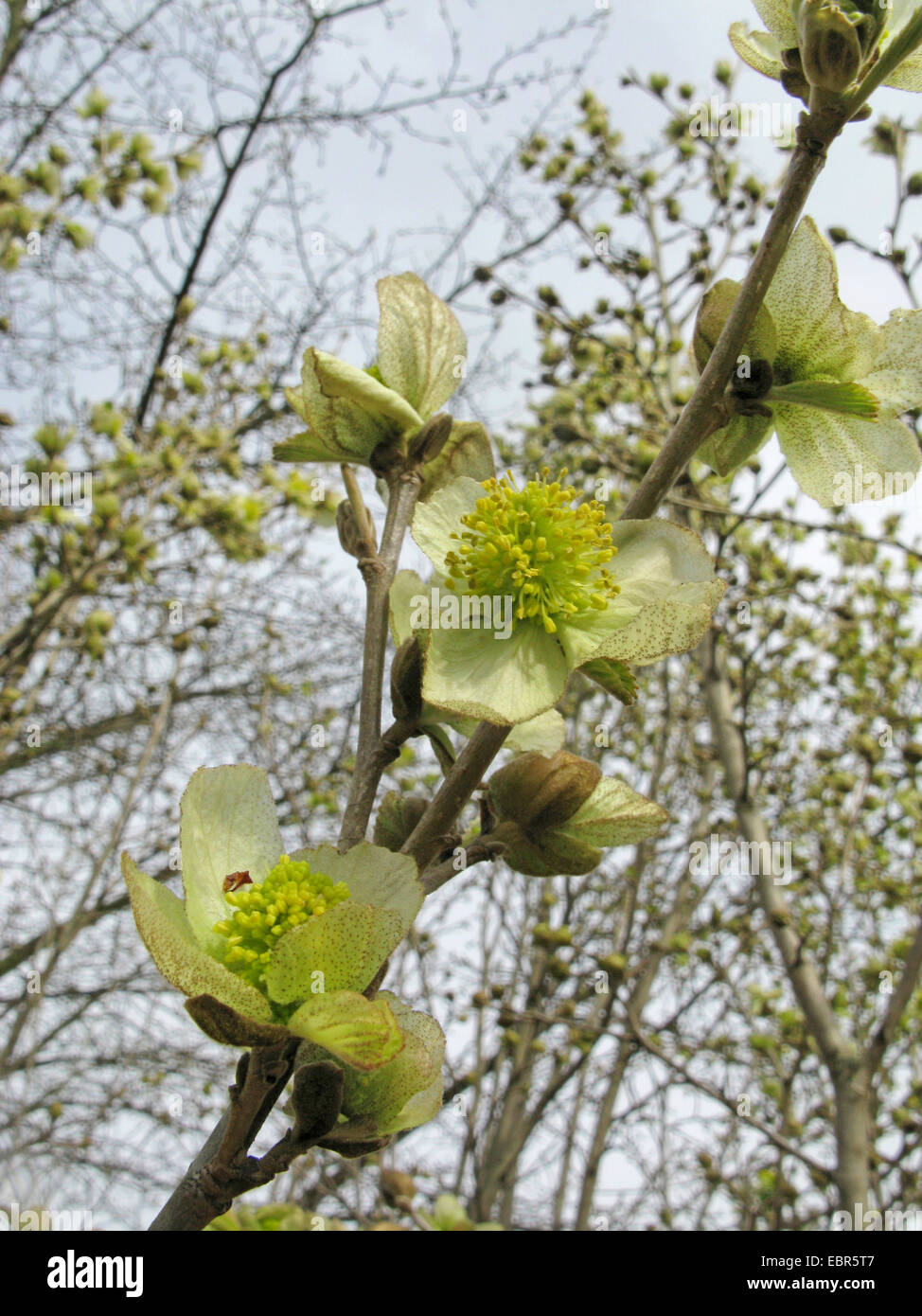 Parrotiopsis jacquemontiana blumen -Fotos und -Bildmaterial in hoher ...