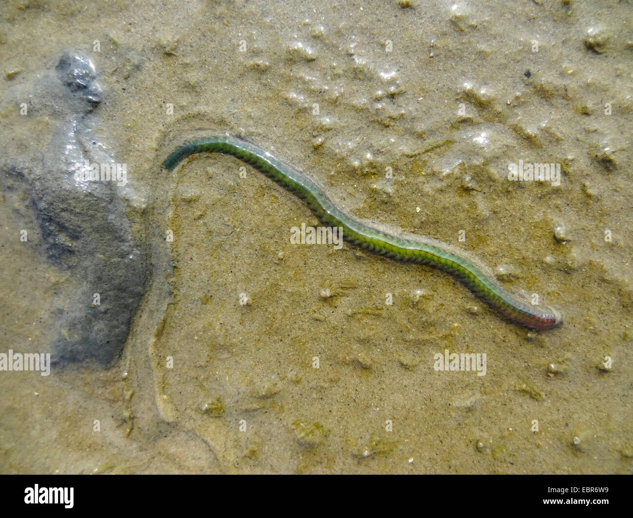 Mud flats from lower saxony -Fotos und -Bildmaterial in hoher Auflösung ...