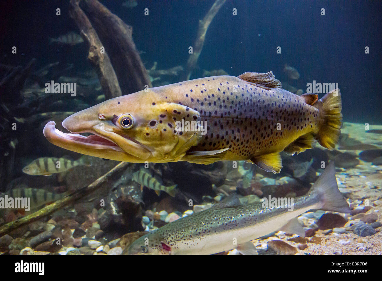 Meerforelle salmo trutta trutta unter wasser deutschland -Fotos und ...