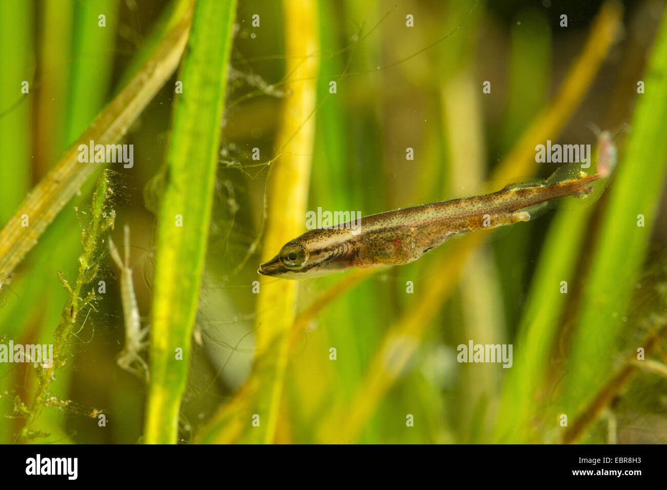 Hecht, Hecht (Esox Lucius), Schwimmen, Larve lauern auf Larven einer ...