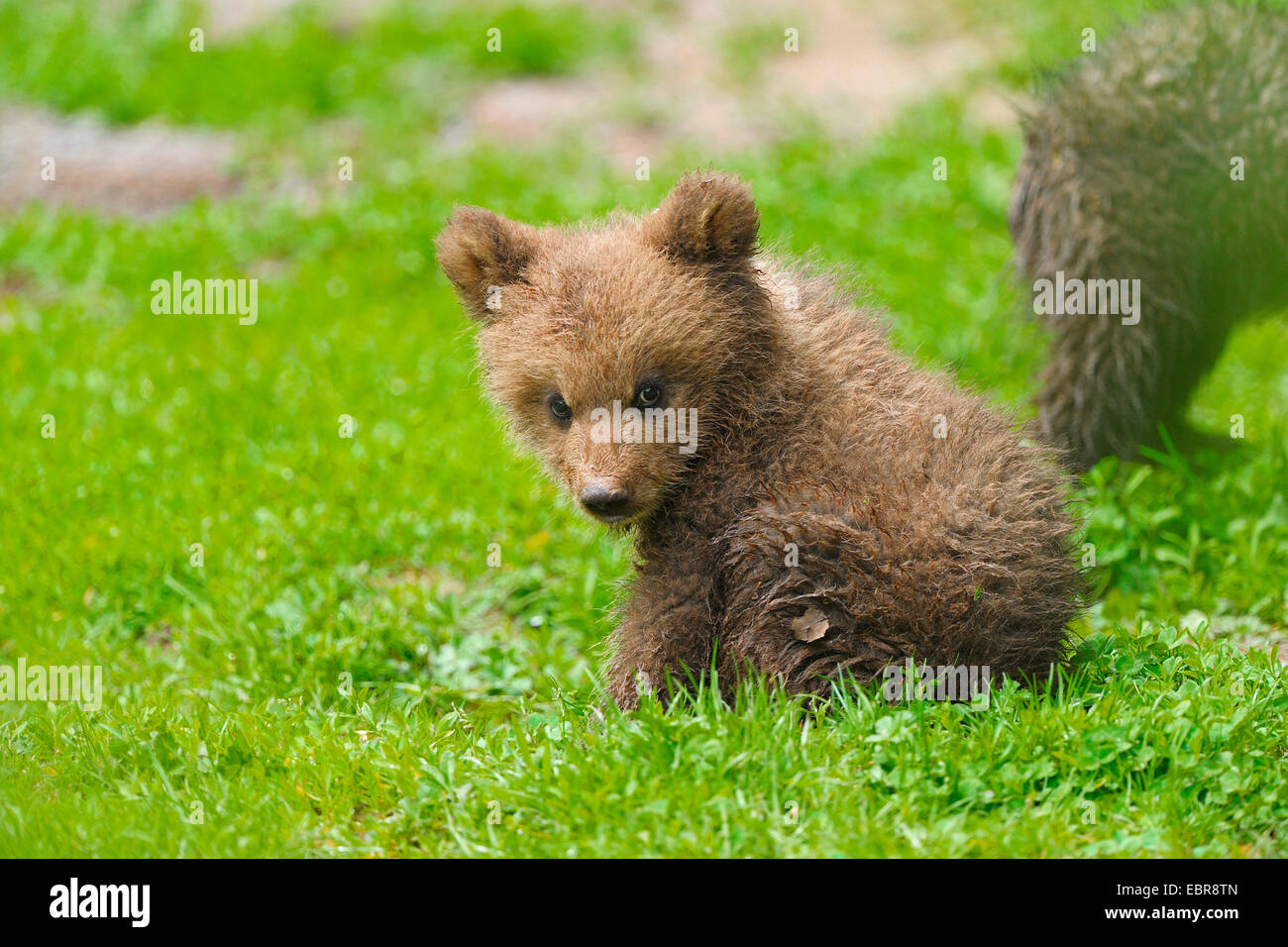 Baby Bär In Der Wiese Stockfotos und -bilder Kaufen - Alamy
