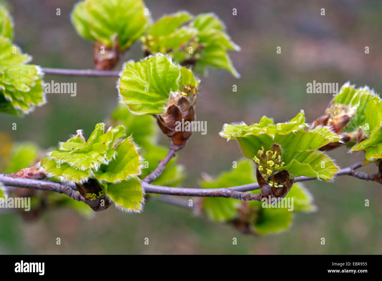 Fagus sylvatica blatt -Fotos und -Bildmaterial in hoher Auflösung – Alamy
