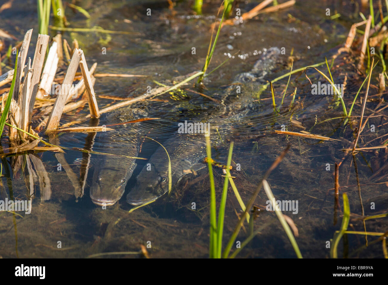 Hecht, Hecht (Esox Lucius), laichen, in einer überschwemmten Wiese ...