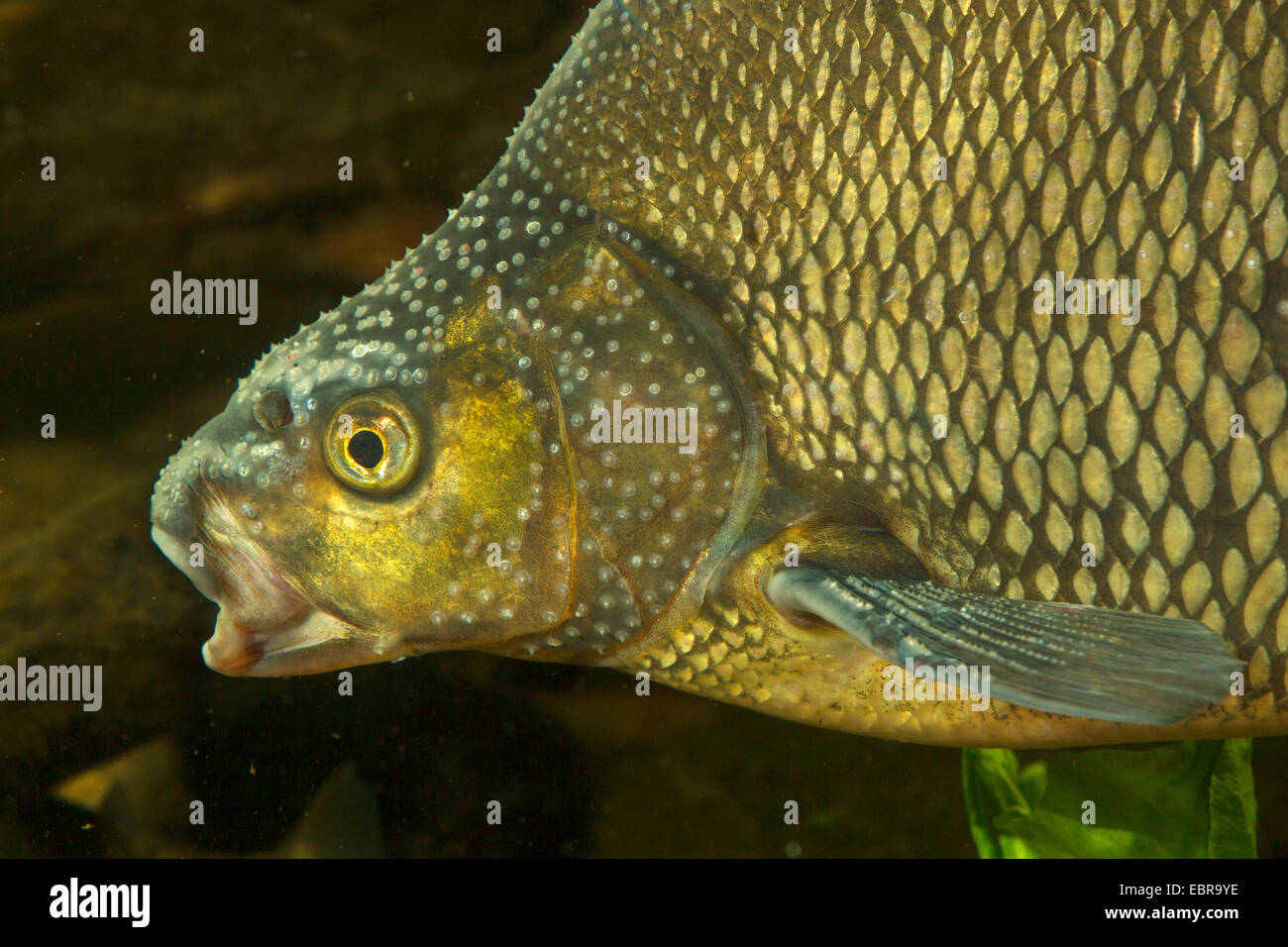 Carp bream -Fotos und -Bildmaterial in hoher Auflösung - Seite 3 - Alamy