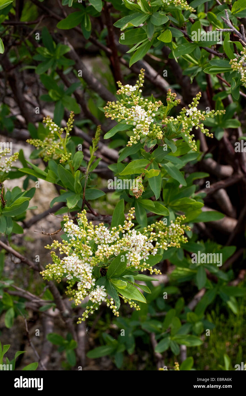 Sibiraea laevigata -Fotos und -Bildmaterial in hoher Auflösung – Alamy