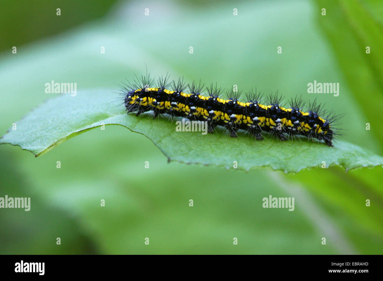 kleiner Fuchs (Aglais Urticae, Nymphalis Urticae), Raupe des kleinen ...